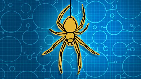 Spiders - BBC News