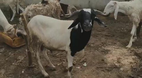 Eid-el-Kabir: You sabi wetin sallah ram and cow dey tok for market now ...
