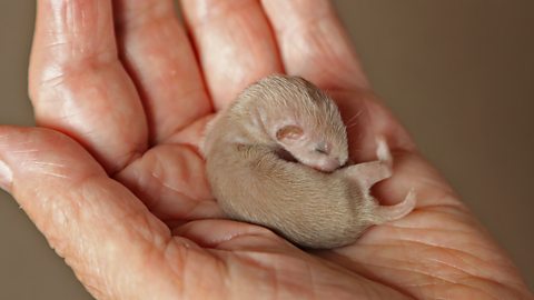 BBC Two - Natural World - Twiz: The Story of an Adorable Rescue Weasel