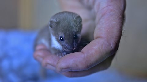 BBC Two - Natural World - Twiz: The Story of an Adorable Rescue Weasel