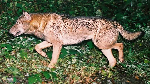 The hunt for Japan’s ‘ghost’ wolves