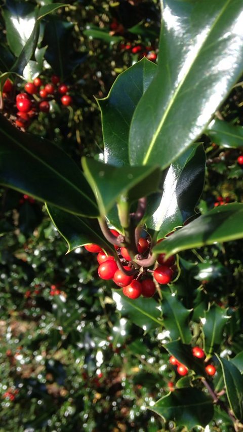 BBC Two - Autumnwatch - The CBBC Buzz Autumnwatch challenge