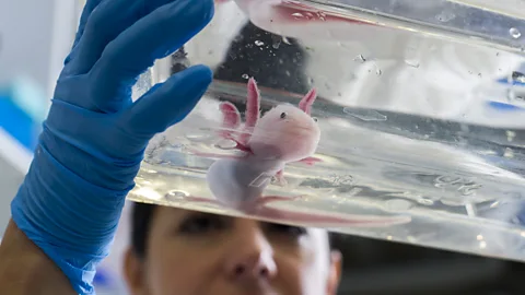 Mexico City’s ‘walking fish’