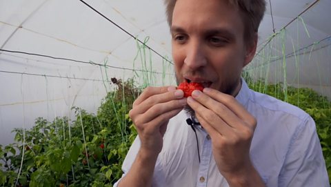 Najljuća paprika u Srbiji - BBC News na srpskom