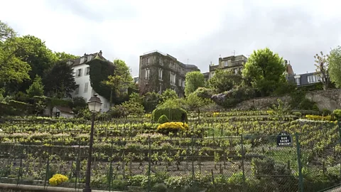Paris’ hidden vineyards