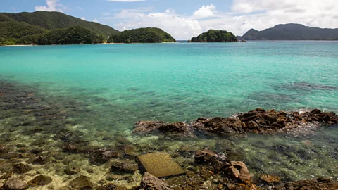 How a plant saved a Japanese island