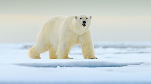 BBC One - Snow Animals - Stunning survivors: the secret skills of snow ...