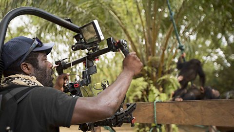 BBC Two - Baby Chimp Rescue - Working with chimps