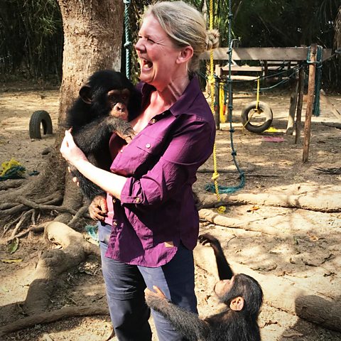 BBC Two - Baby Chimp Rescue - Working with chimps