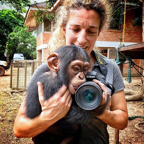 BBC Two - Baby Chimp Rescue - Working with chimps