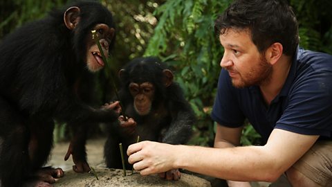 BBC Two - Baby Chimp Rescue - Working with chimps