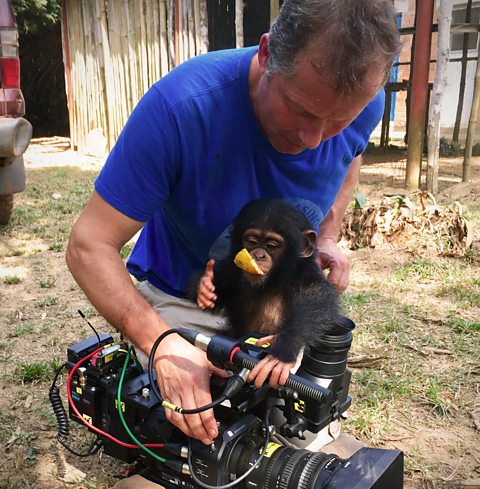 BBC Two - Baby Chimp Rescue - Working with chimps