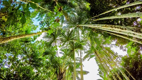 BBC Radio 4 - Radio 4 in Four - Ayahuasca: the mysterious plant behind ...