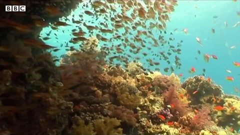 Todoba qodob oo wax lagaga qaban karo isbedelka cimilada - BBC News Somali