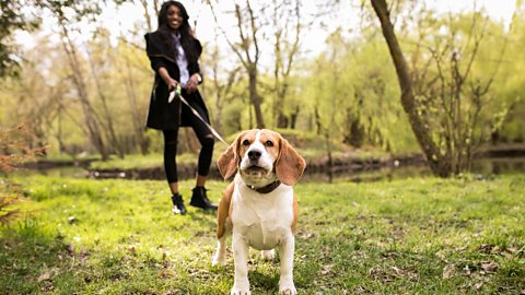 Describing your free time - KS3 German - BBC Bitesize