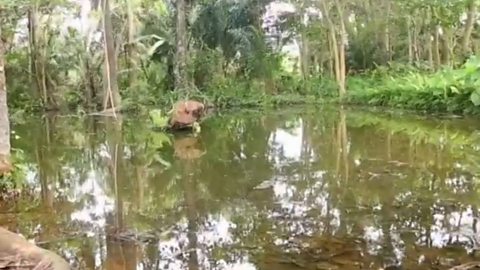 Ìtàn Mánigbàgbé: Adebisi Idikan ni olówó tó kọ́kọ́ ra ọkọ̀ nílẹ̀ Ibadan ...