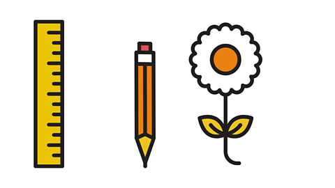 Compare length and height - Maths - Learning with BBC Bitesize - BBC ...