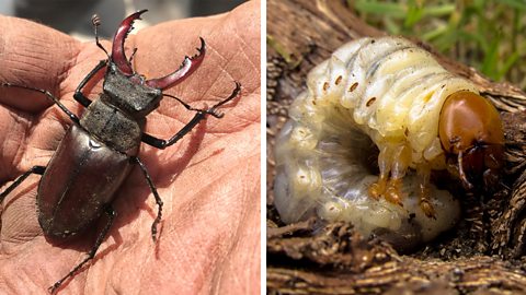 BBC Blogs - Springwatch - How to attract stag beetles to your outdoor ...