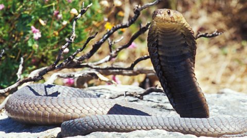 BBC Radio 4 - Homeschool History - Everything you didn’t know about ...