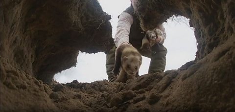 BBC - Meet the Last Rabbit Catcher