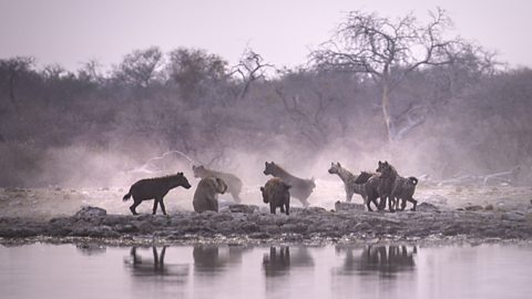 BBC Radio 4 - Radio 4 in Four - Six animals that eat people