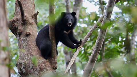 BBC Two - Bears About the House - Insights into the life of a bear ...