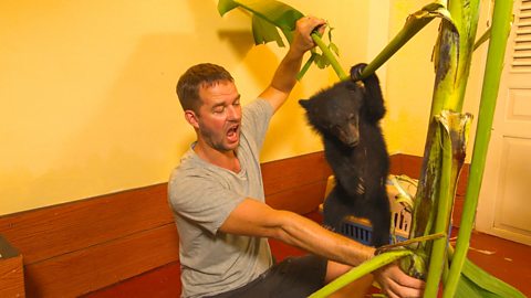 BBC Two - Bears About the House - In pictures: Bear Necessities
