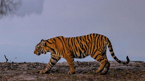 Tigers - BBC News