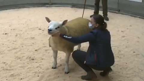 World's most expensive sheep sold more than £350,000 - CBBC Newsround