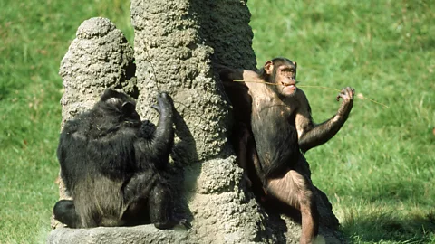 The super-adaptable chimps that can withstand climate change