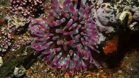 BBC - Rockpooling in Portrush