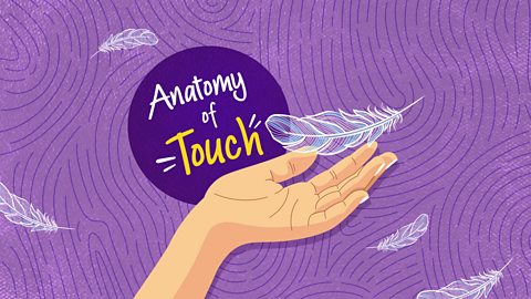 BBC Radio 4 - Anatomy of Touch - Nine things we learned from the world ...