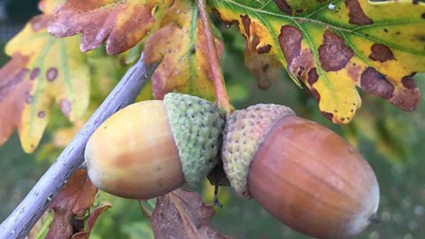 BBC Blogs - Springwatch - What’s with all the acorns this autumn?