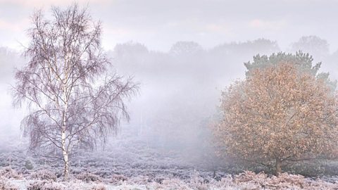 BBC - Pic of the Season - Autumn 2020