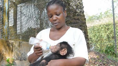 Chimpanzees - BBC News