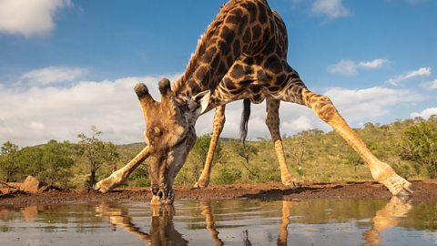 BBC Two - Waterhole: Africa's Animal Oasis - The Waterhole perspective