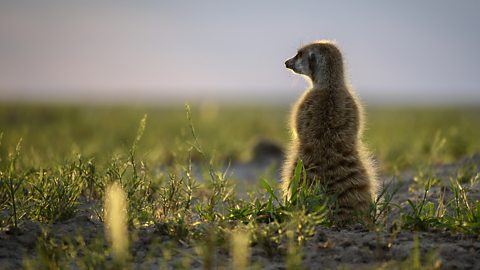 BBC One - Dynasties - Kidnapping babies and other strange meerkat behaviour