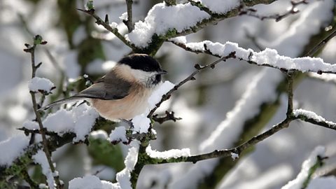 BBC Two - Winterwatch - Winter wildlife photography
