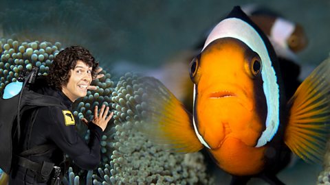 Andy's Aquatic Adventures - CBeebies - BBC