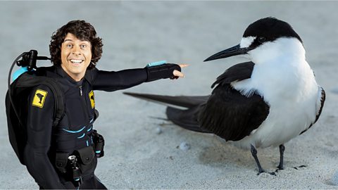 Underwater - CBeebies - BBC