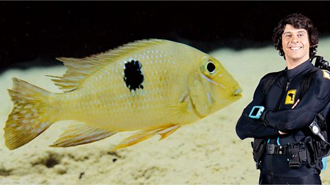 Underwater - CBeebies - BBC