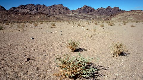 Desertification - BBC News
