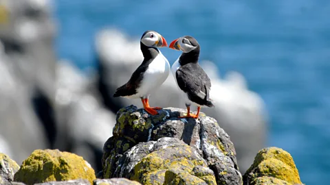 Lundy: The tiny isle with a wild, lawless past
