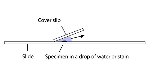 What are cells? KS3 Biology - CCEA - BBC Bitesize