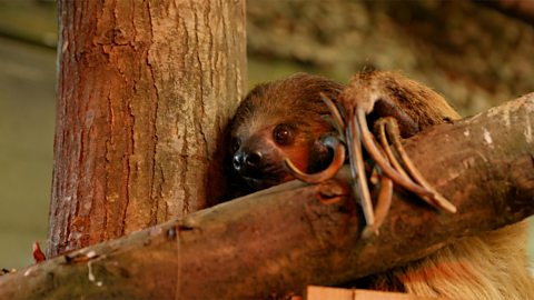 Folly Farm's pensioner sloths move into new retirement home - BBC News