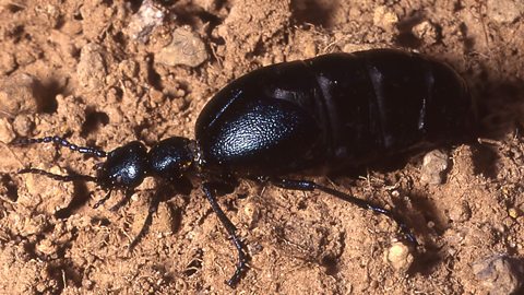 BBC Blogs - Springwatch - The brilliance of beetles