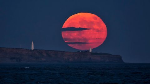 BBC - Pic of the Season Spring 2021