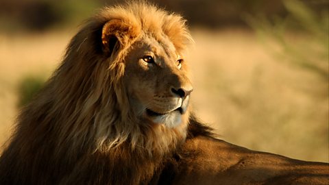 Lions - BBC News