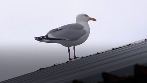 Tenby: 'Use gull-proof rubbish bag' in seaside town - BBC News
