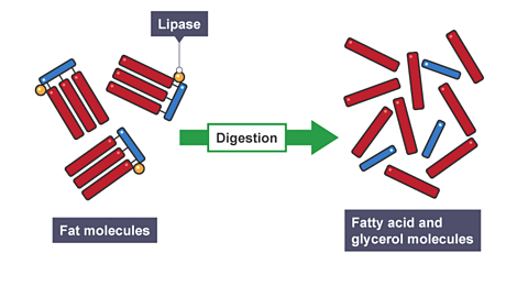 What enzymes break down starch? - BBC Bitesize
